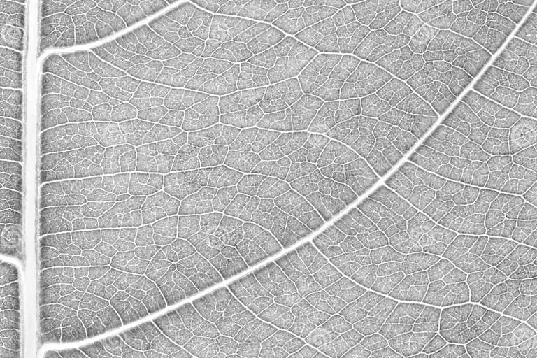 Leaf Texture or Leaf Background for Website Template, Spring Beauty ...