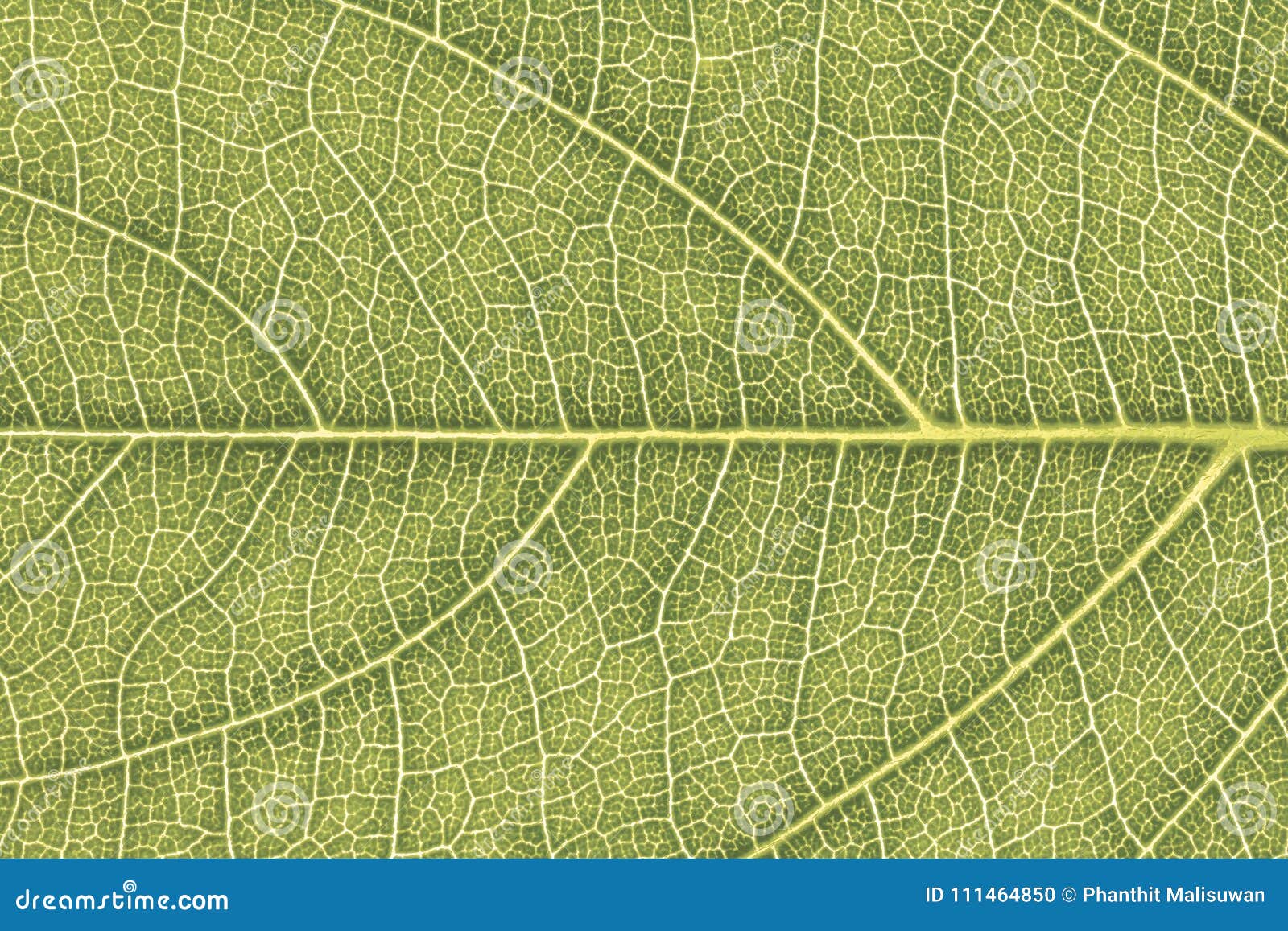 Leaf Texture Or Leaf Background For Website Template, Spring Beauty ...