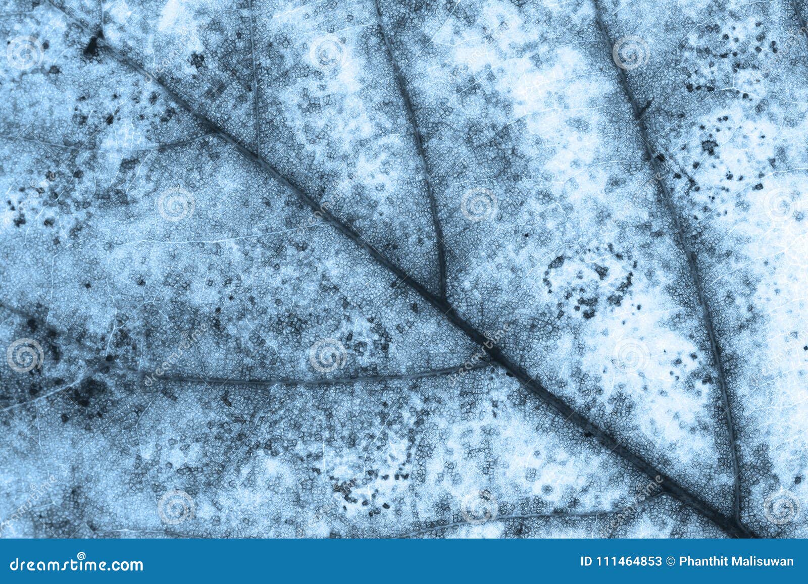 Leaf Texture or Leaf Background for Website Template, Spring Beauty ...
