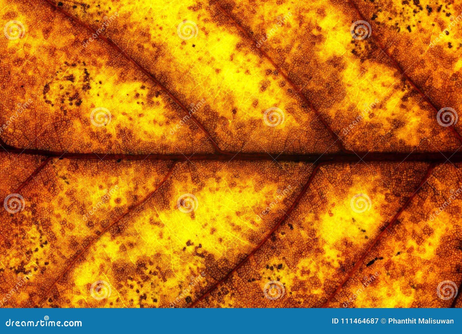 Leaf Texture or Leaf Background for Website Template, Spring Beauty ...