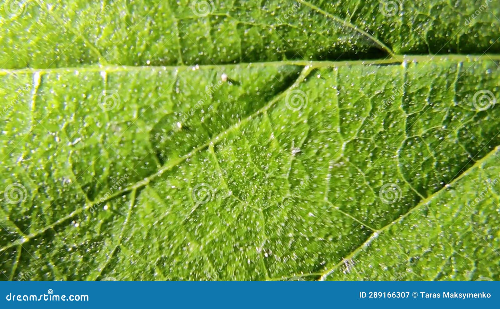 Leaf Texture. Leaf Under a Microscope. Macro Green Leaf.Leaf in Macro ...