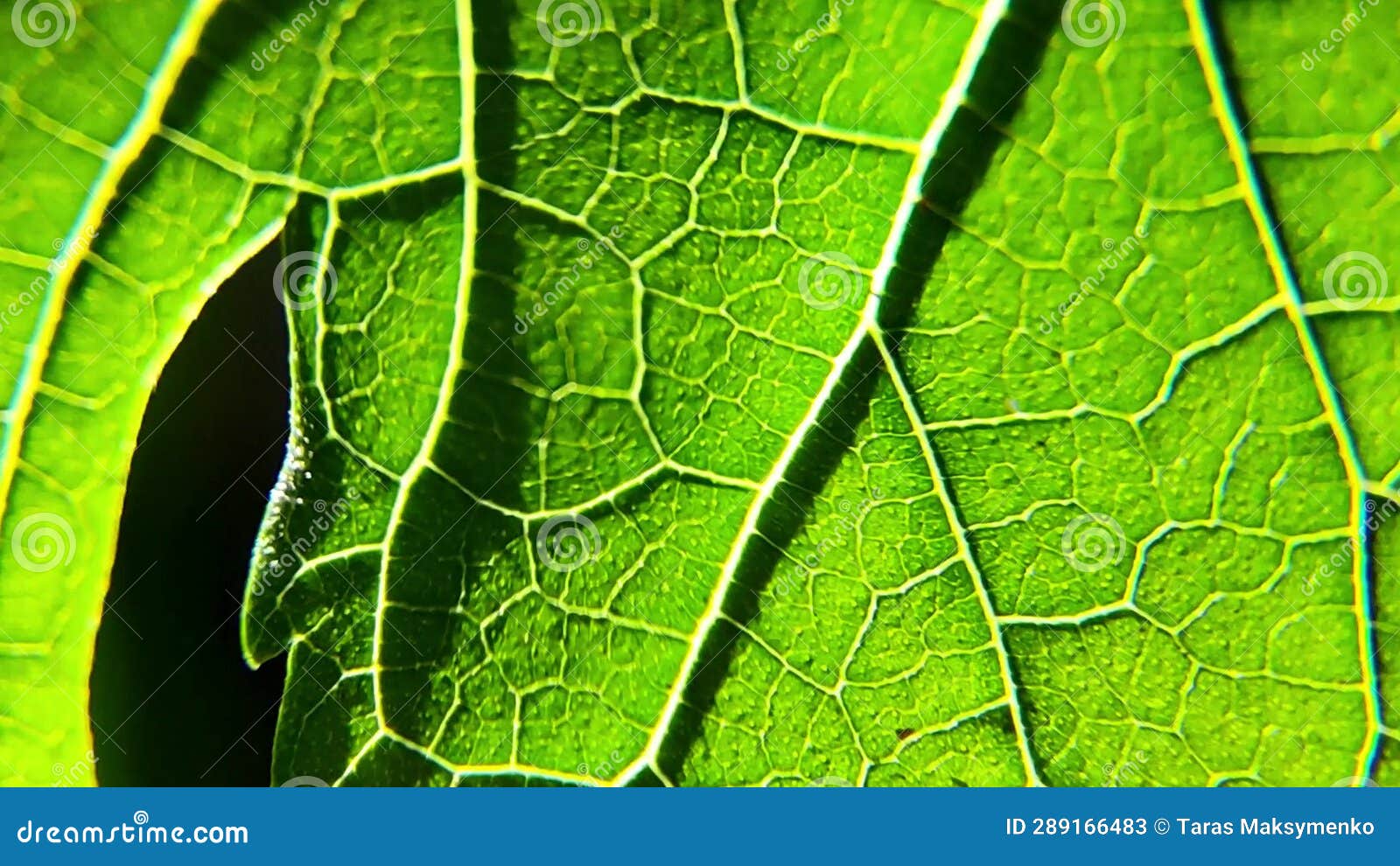 Leaf Texture. Leaf Under a Microscope. Macro Green Leaf.Leaf in Macro ...