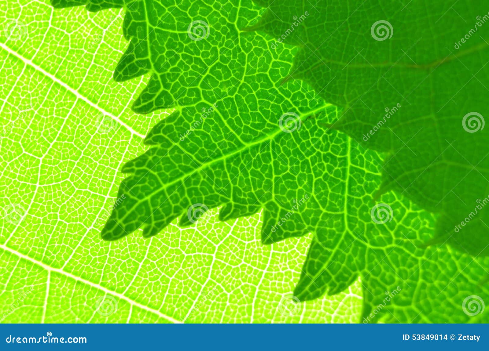 Leaf texture macro stock photo. Image of abstract, grow - 53849014