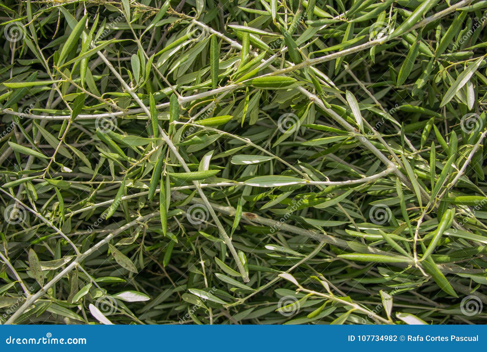 Leaf Texture of an Olive Tree Stock Photo - Image of olive, plant ...