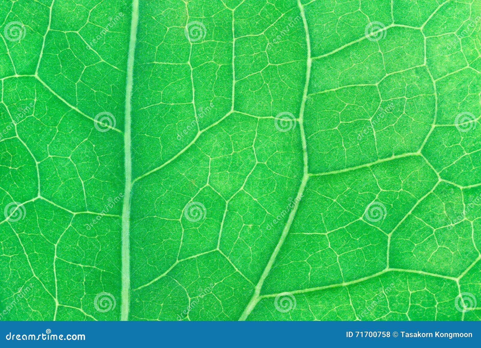 Leaf Texture for Pattern and Background Stock Photo - Image of change ...