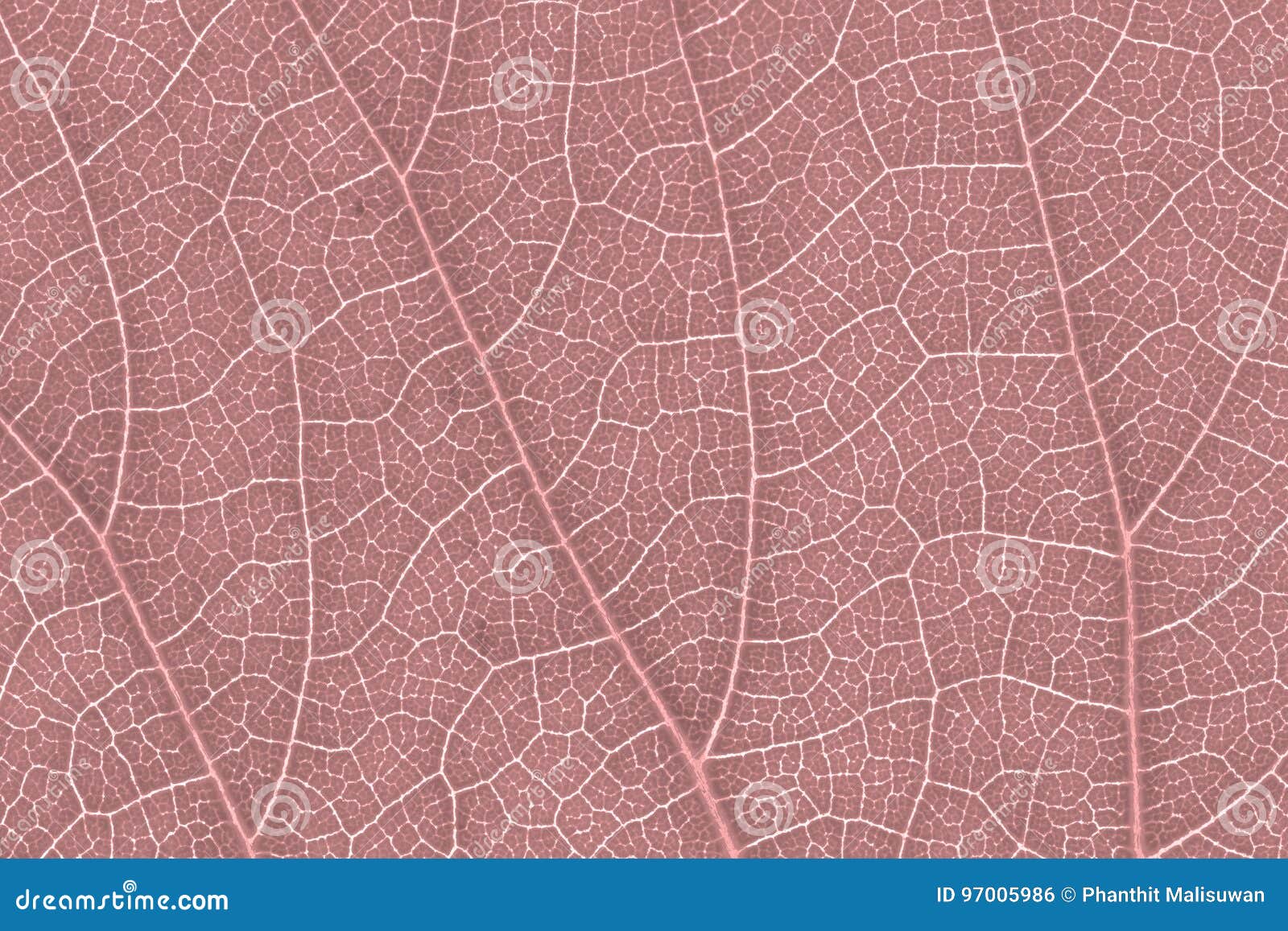 Leaf Texture Pattern Background for Graphic Design. Stock Photo - Image ...