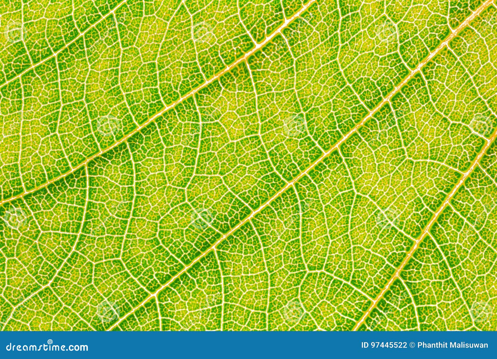 Leaf Texture Pattern Background for Graphic Design. Stock Photo - Image ...