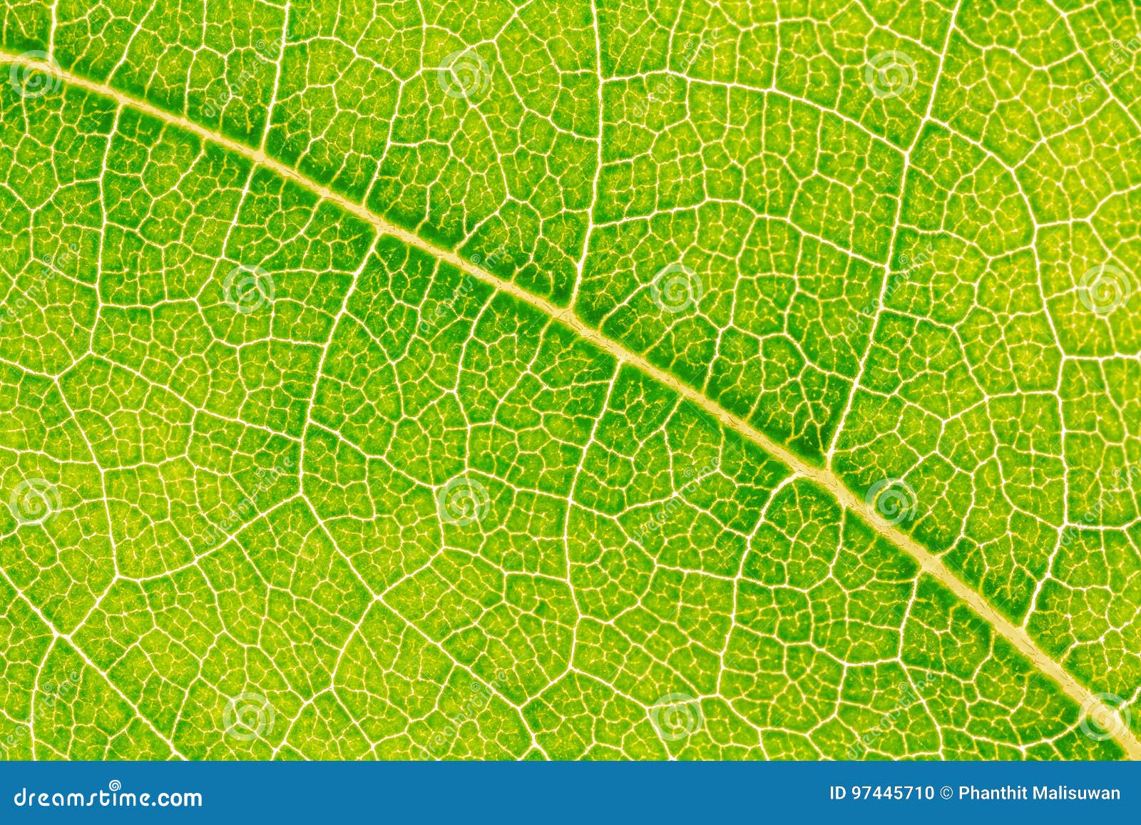 Leaf Texture Pattern Background for Graphic Design. Stock Photo - Image ...