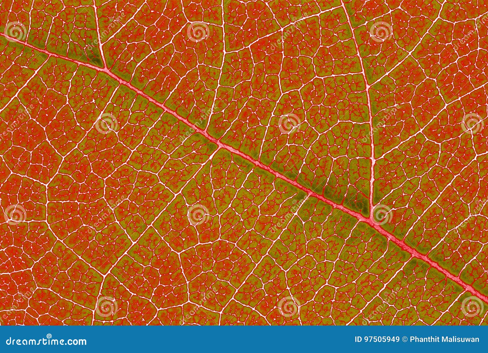 Leaf Texture Pattern Background for Graphic Design. Stock Image - Image ...