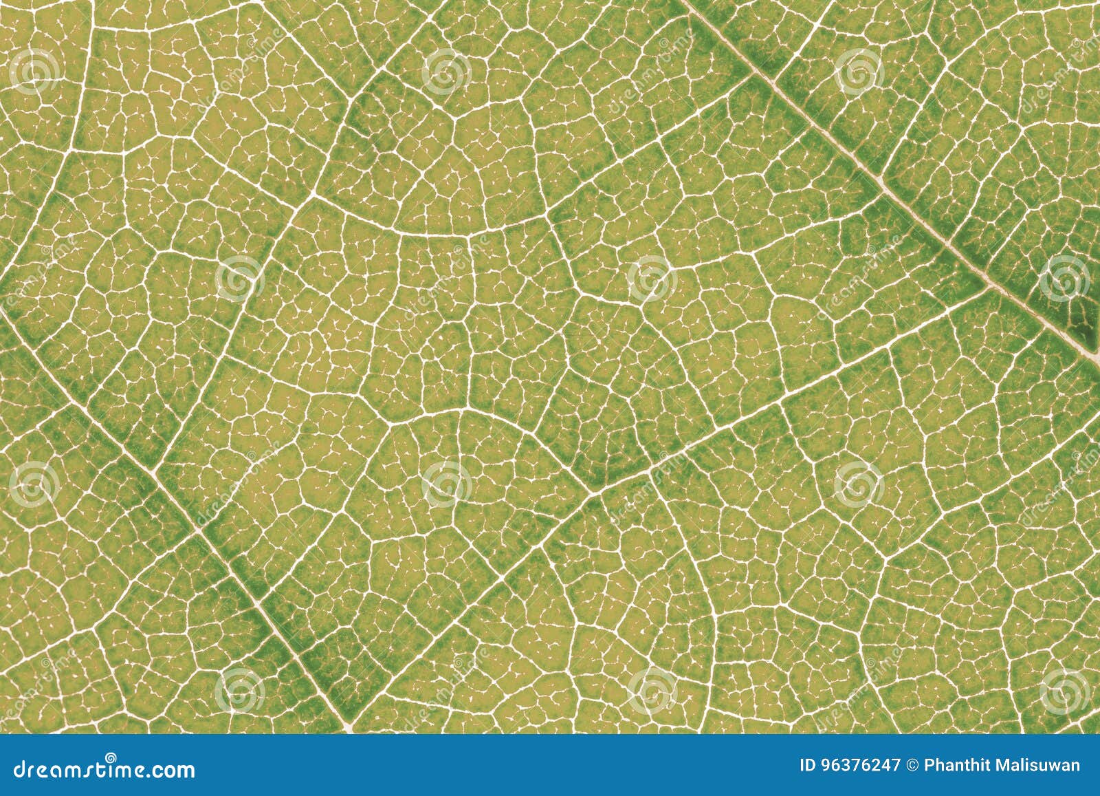 Leaf Texture Pattern Background for Graphic Design. Stock Image - Image ...