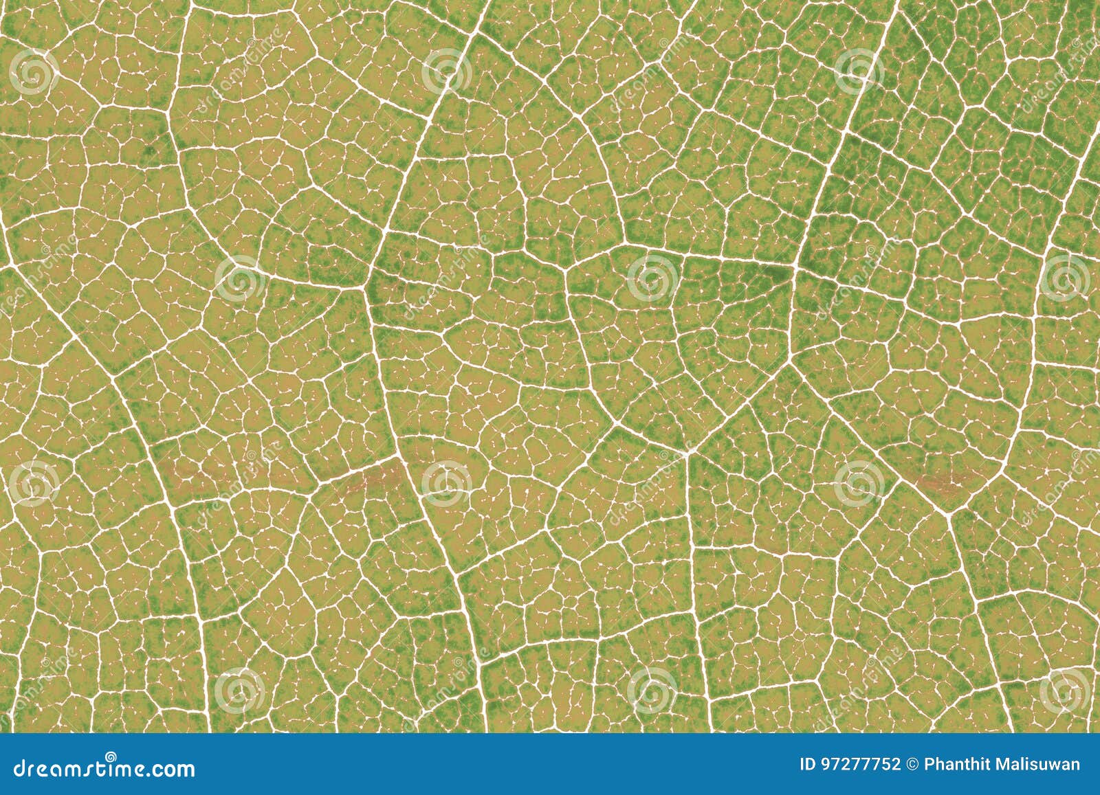 Leaf Texture Pattern Background for Graphic Design. Stock Photo - Image ...