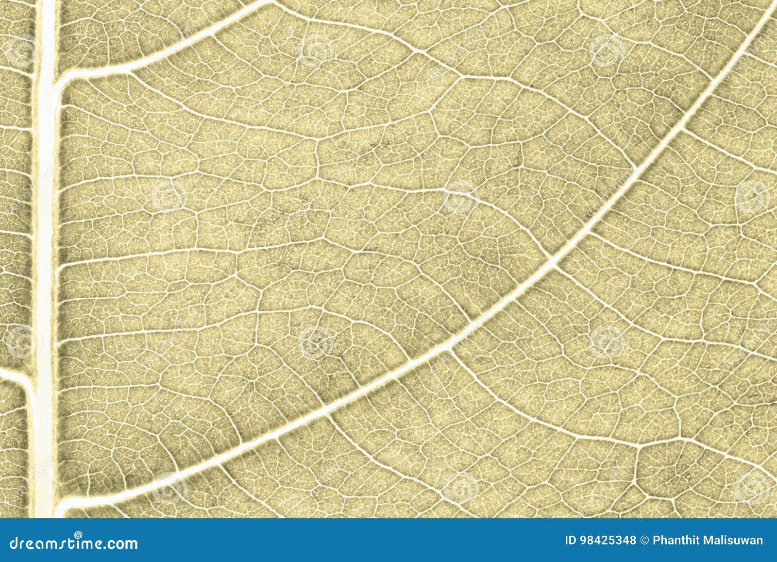 Leaf Texture Pattern Background for Graphic Design. Stock Photo - Image ...