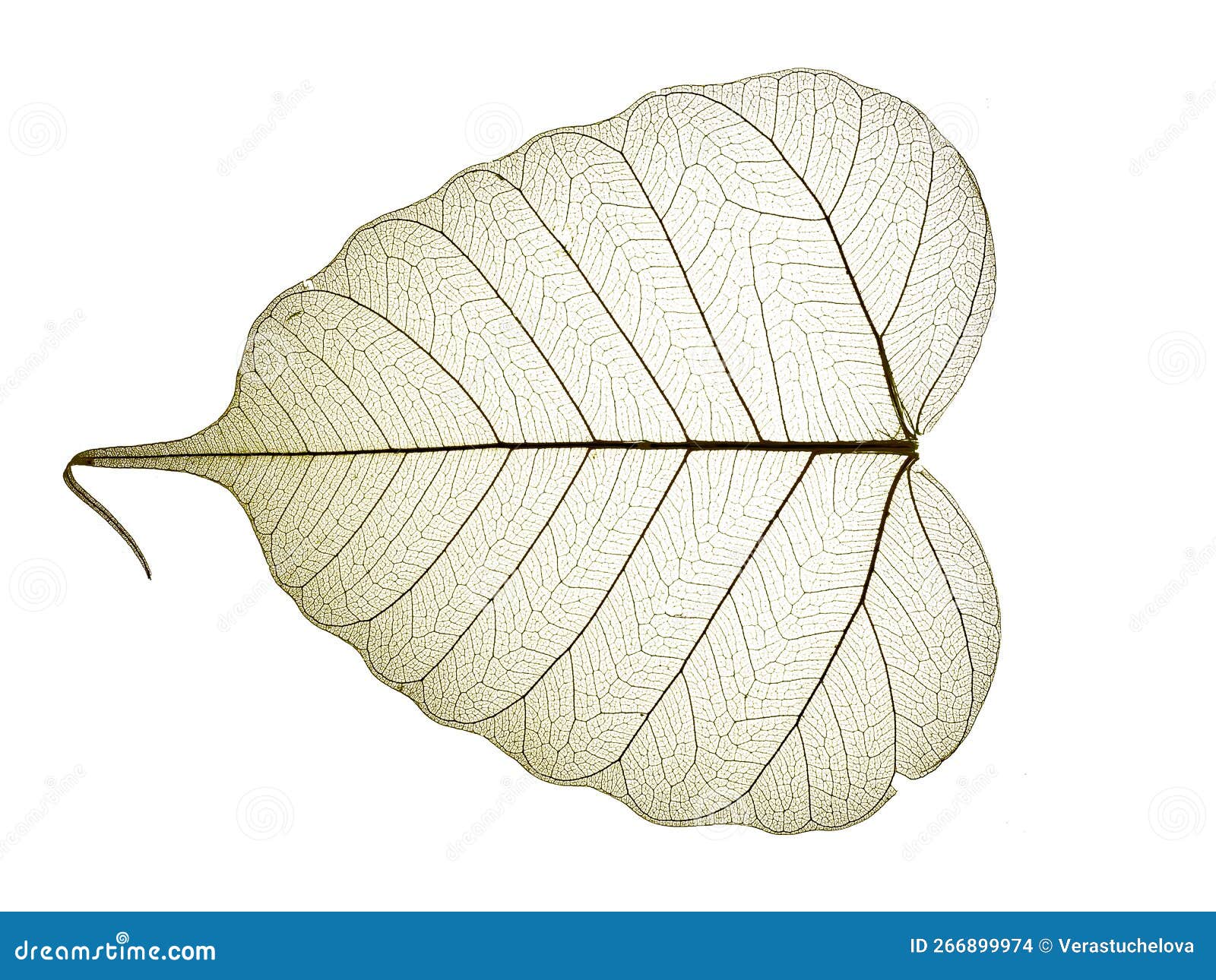 Leaf Texture Pattern, Leaf Background with Veins and Cells Stock Photo ...