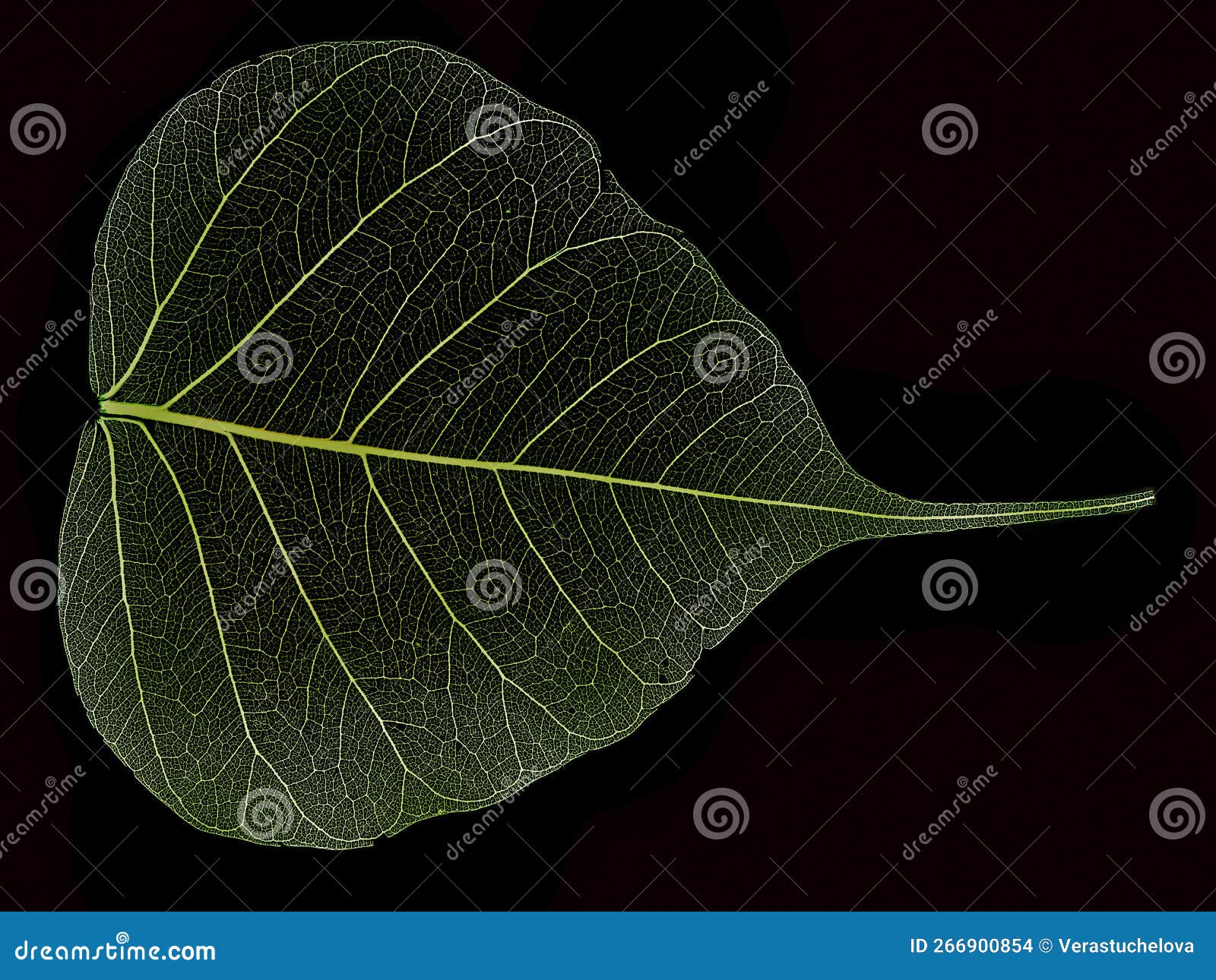 Leaf Texture Pattern, Leaf Background with Veins and Cells Stock Photo ...