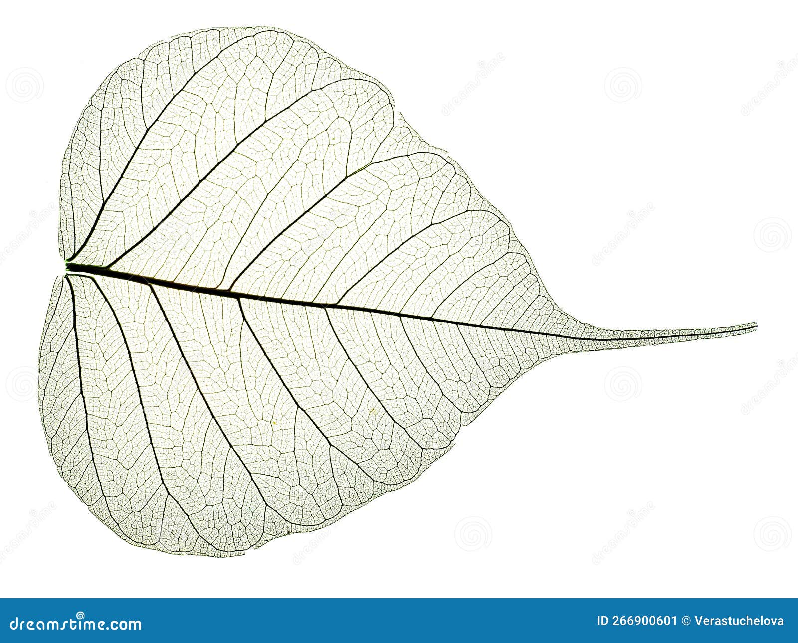 Leaf Texture Pattern, Leaf Background with Veins and Cells Stock Image ...