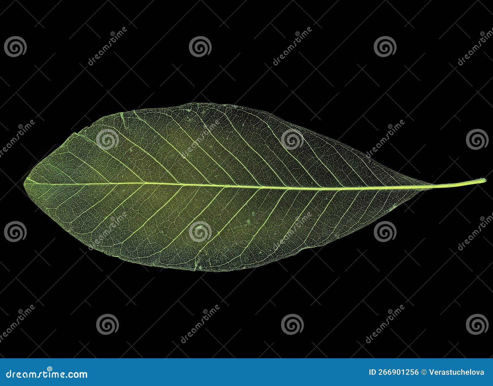 Leaf Texture Pattern, Leaf Background with Veins and Cells Stock Photo ...