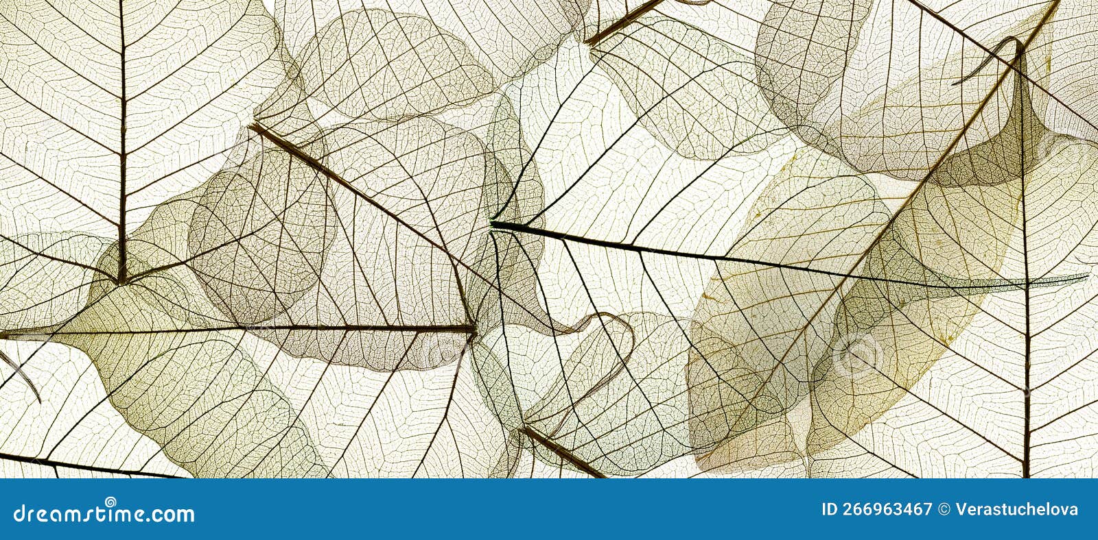 Leaf Texture Pattern, Leaf Background with Veins and Cells Stock Image ...