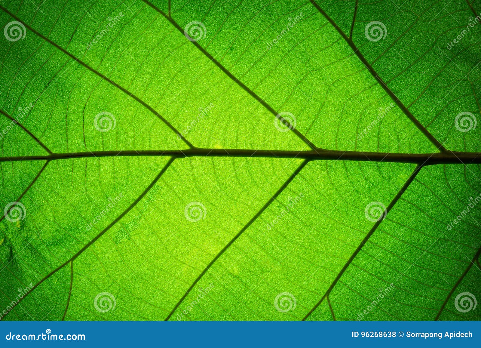 Leaf Texture Pattern Spring Background Stock Photo - Image of growth ...