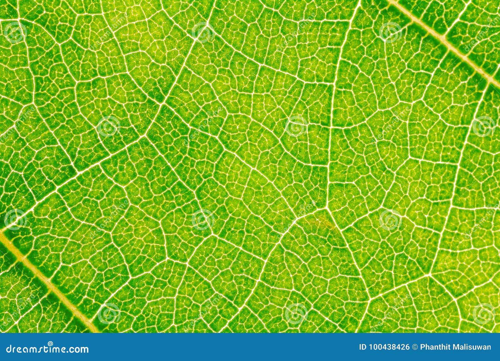 Leaf Texture Pattern for Spring Background Environment and Ecology ...