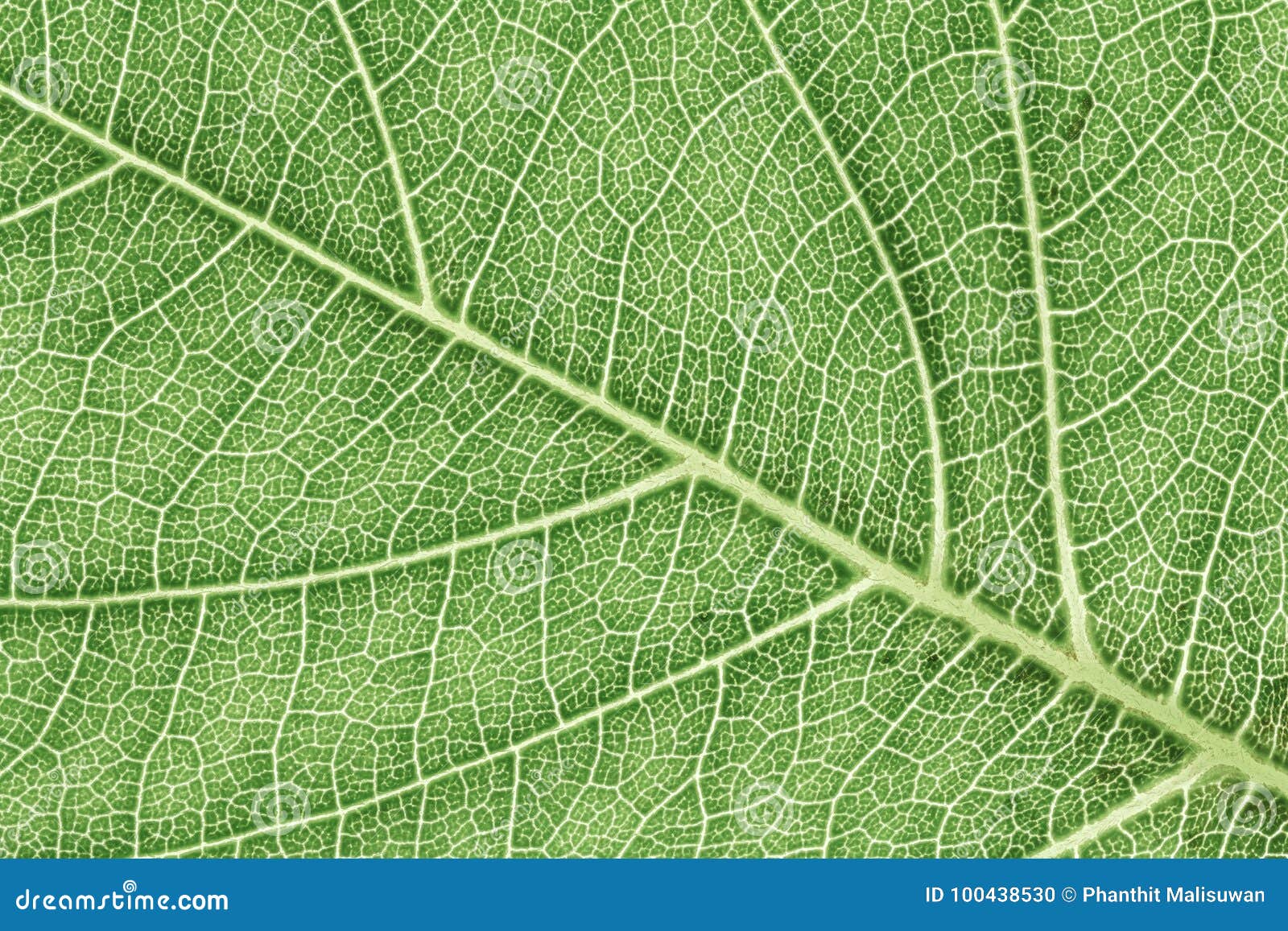 Leaf Texture Pattern for Spring Background Environment and Ecology ...