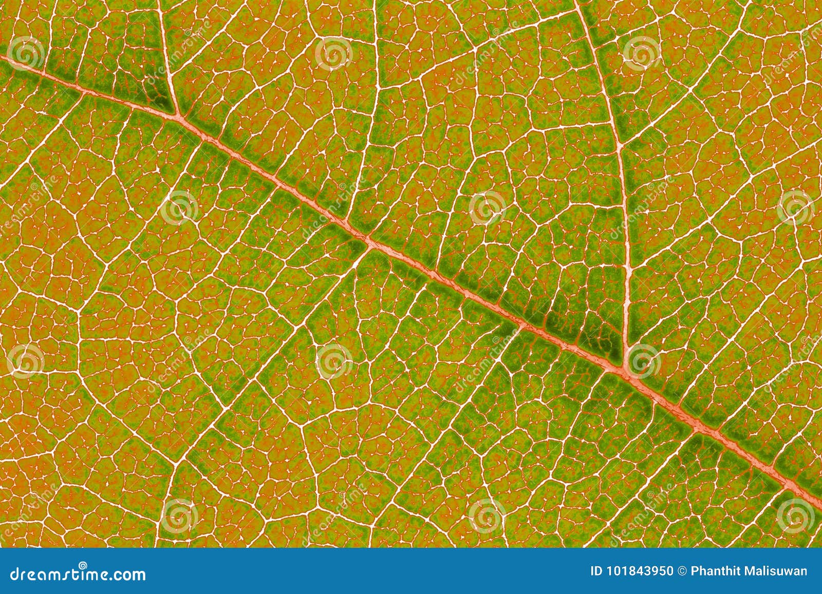 Leaf Texture Pattern for Spring Background Environment and Ecology ...