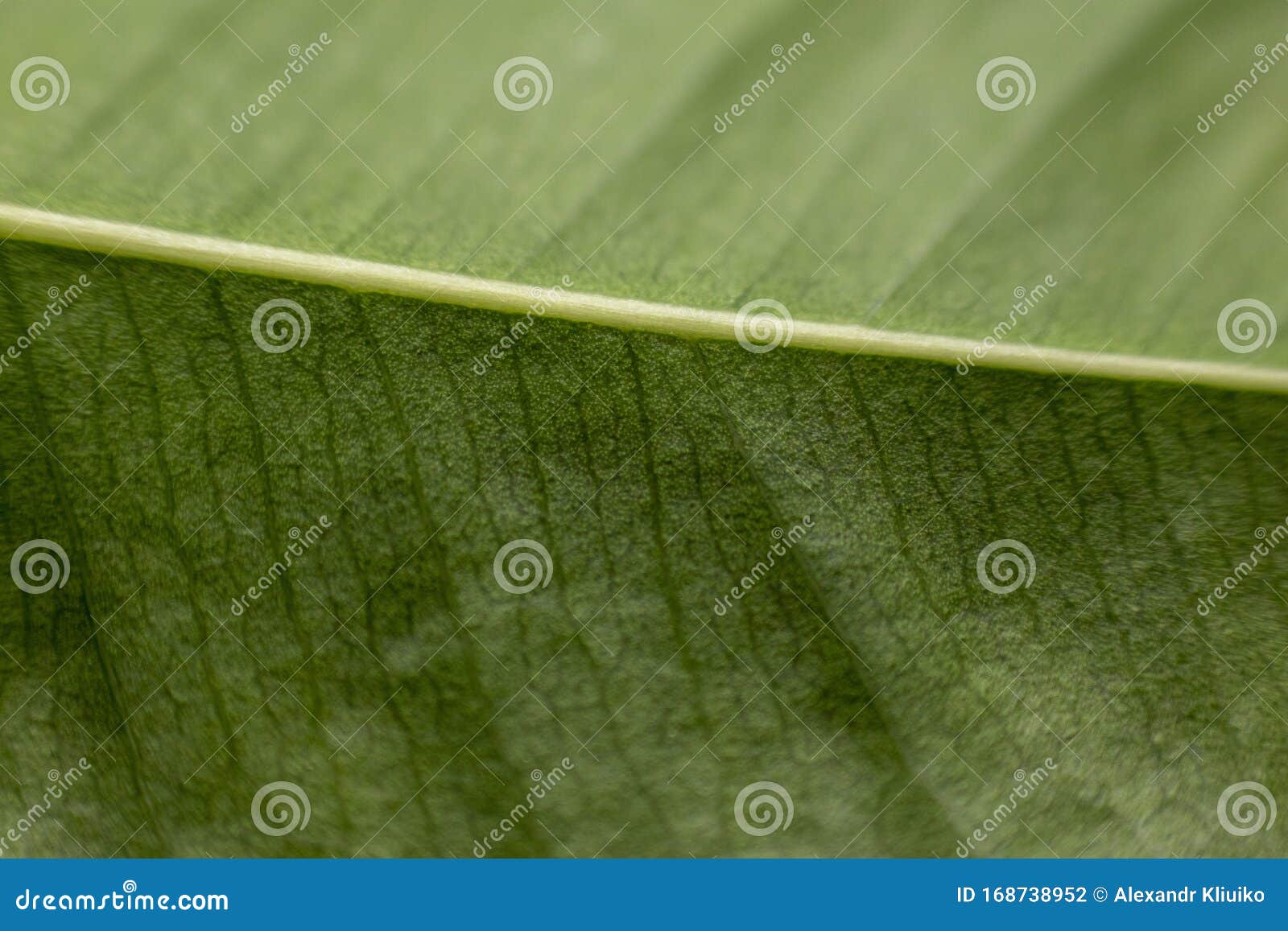 Leaf Texture Pattern for Spring Background, Green Leaf Texture, Ecology ...