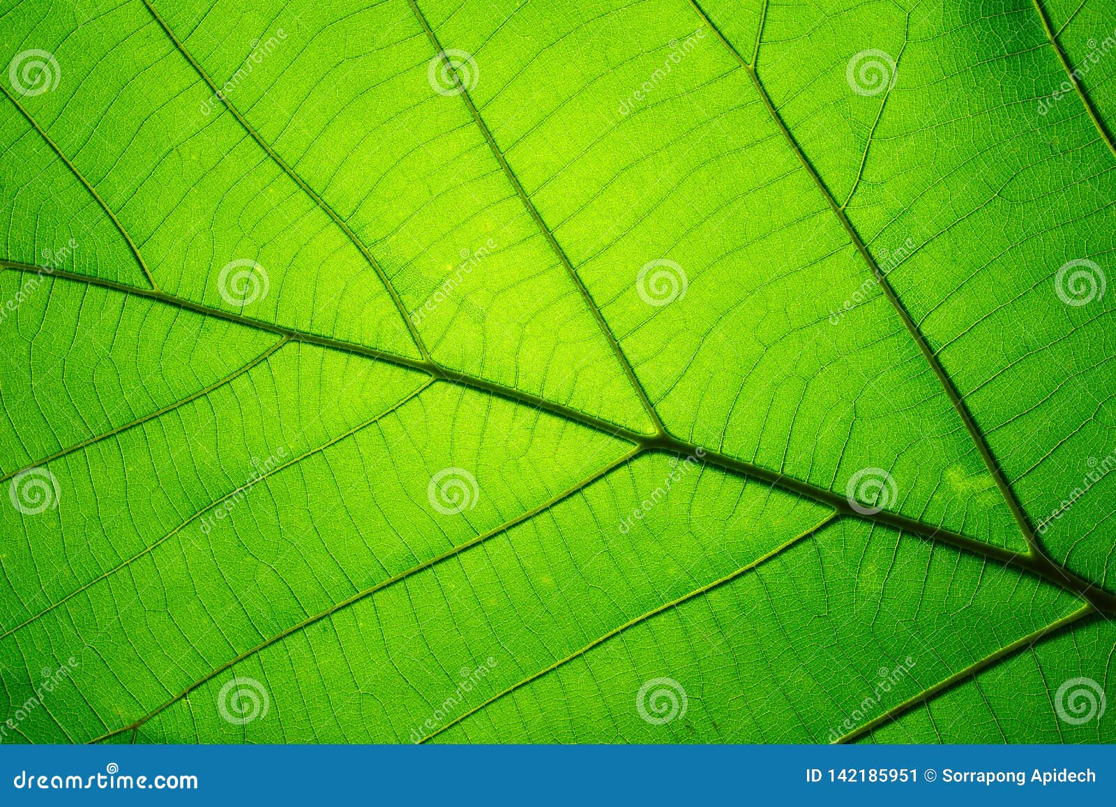 Leaf Texture Pattern for Spring Background, Texture of Green Leaves ...