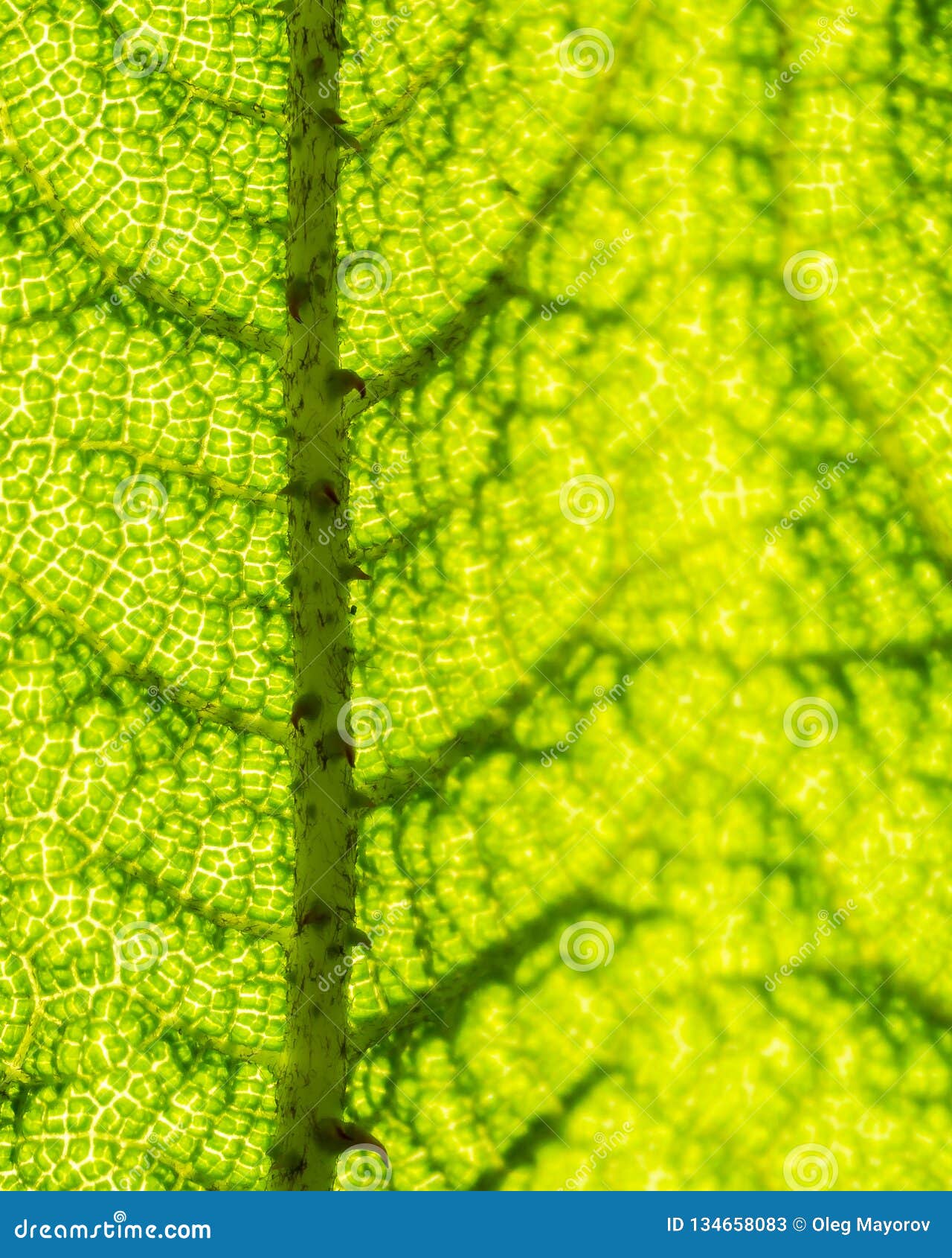 Leaf Texture Pattern for Spring Background Texture of Leaf Ecology ...