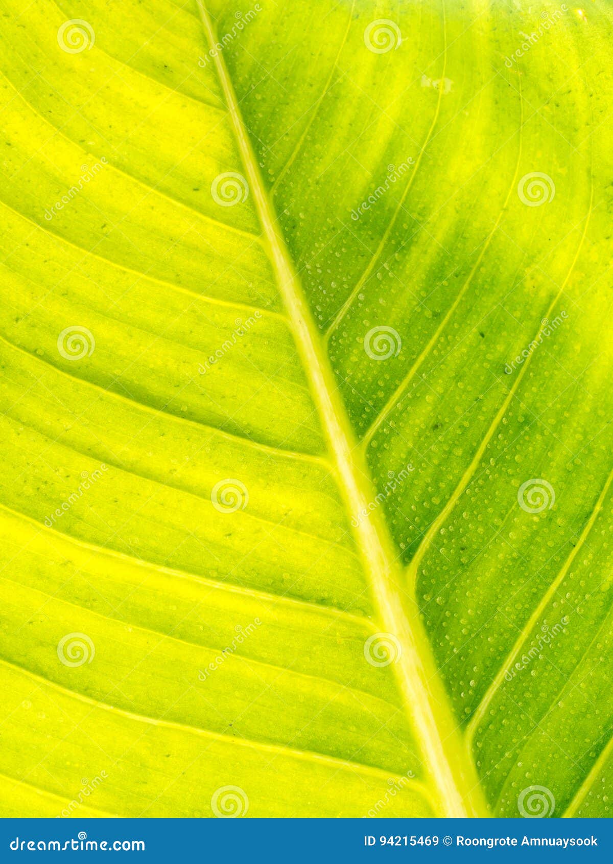 Leaf Texture Pattern for Spring Background with Water Drop, Environment ...