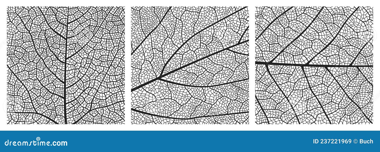 Leaf Texture Pattern with Veins and Cells Stock Vector - Illustration ...