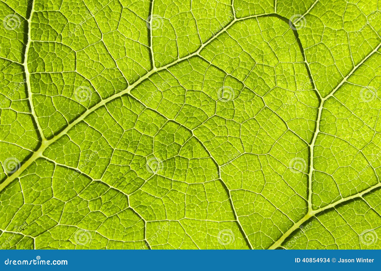 Leaf Texture stock photo. Image of backlit, plant, background - 40854934