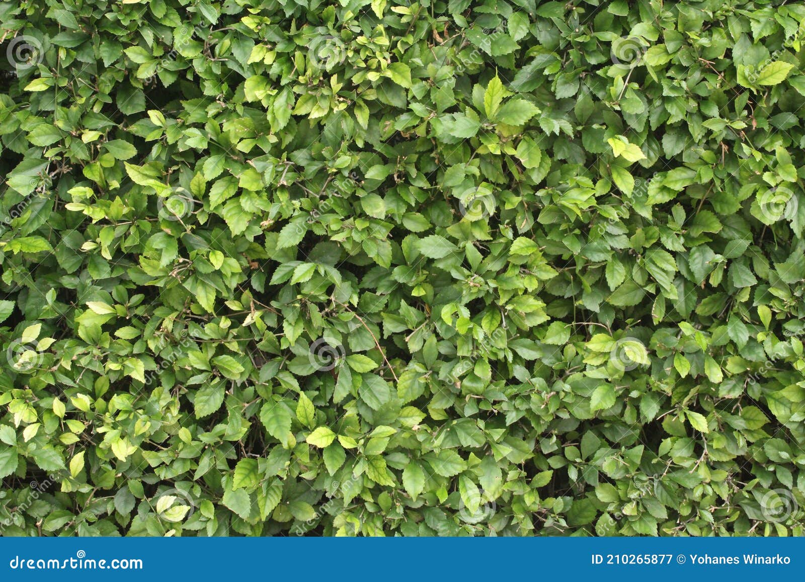 Leaf Texture of Plant Shrubs Stock Image - Image of trunk, blackl ...