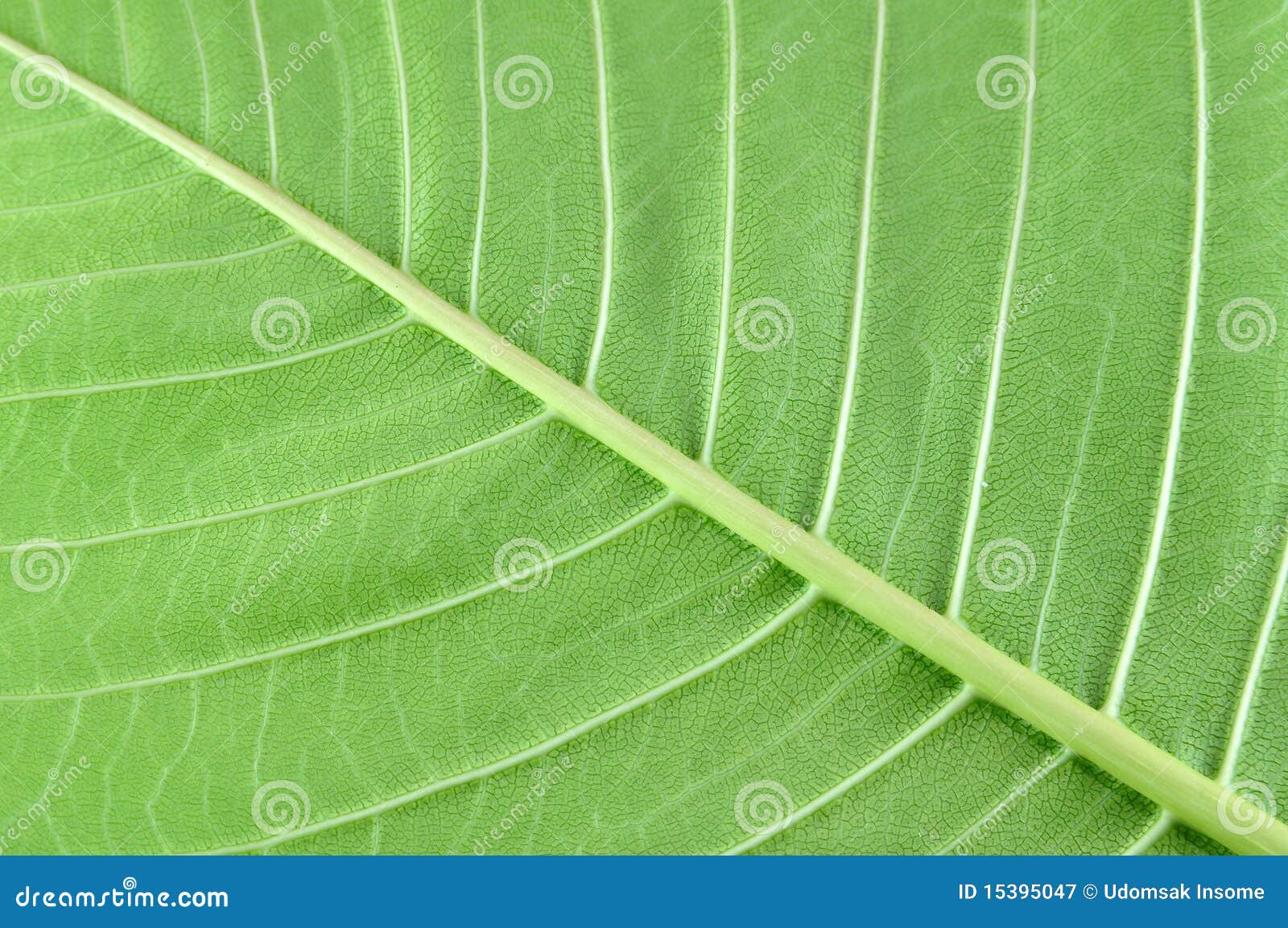 Leaf texture surface stock image. Image of life, light - 15395047