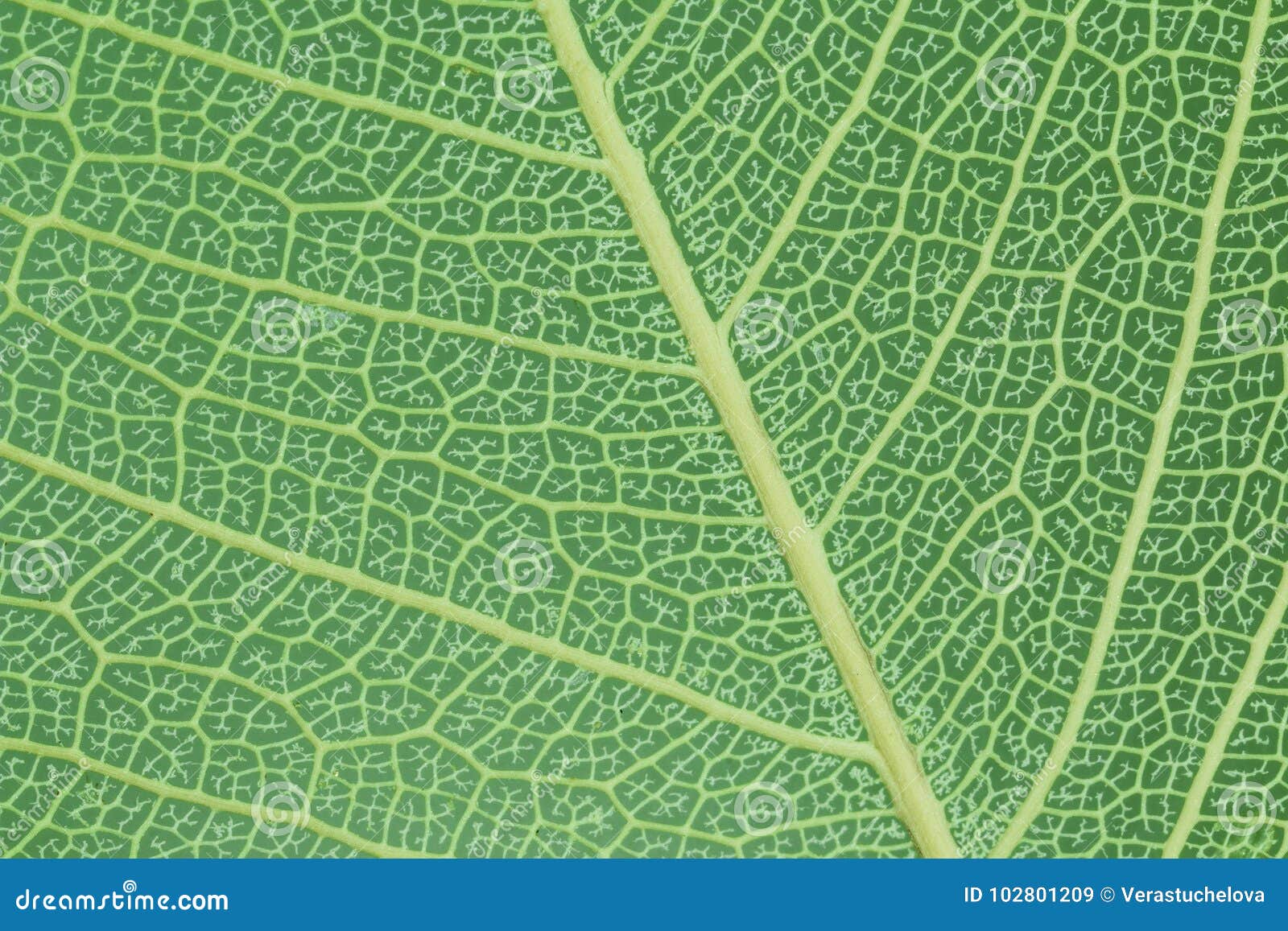 A Leaf Texture Under Microscope Stock Image - Image of decoration ...