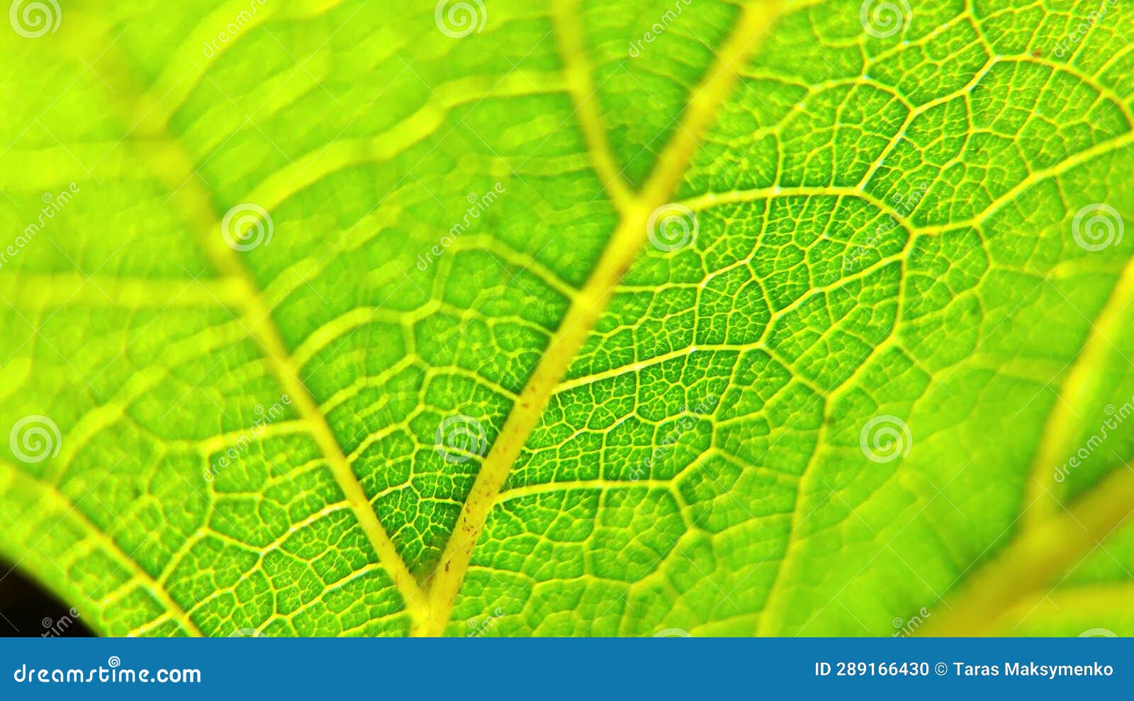 Leaf Texture. Leaf Under a Microscope. Macro Green Leaf.Leaf in Macro ...
