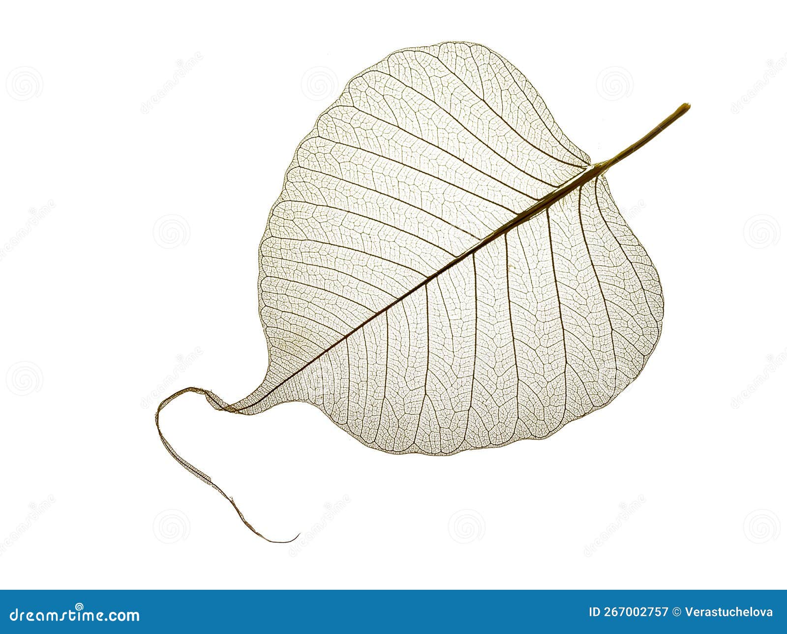 Leaf with texture veins stock image. Image of green - 267002757