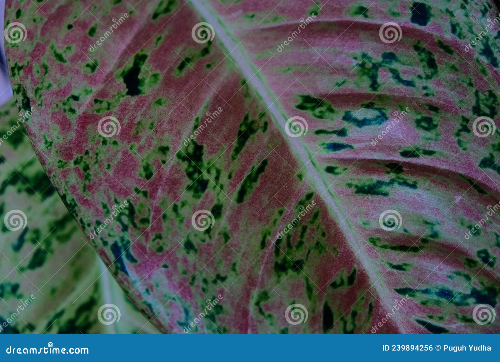 Leaf Textures Make Great Grooves, Pattern Backgrounds, Nature ...