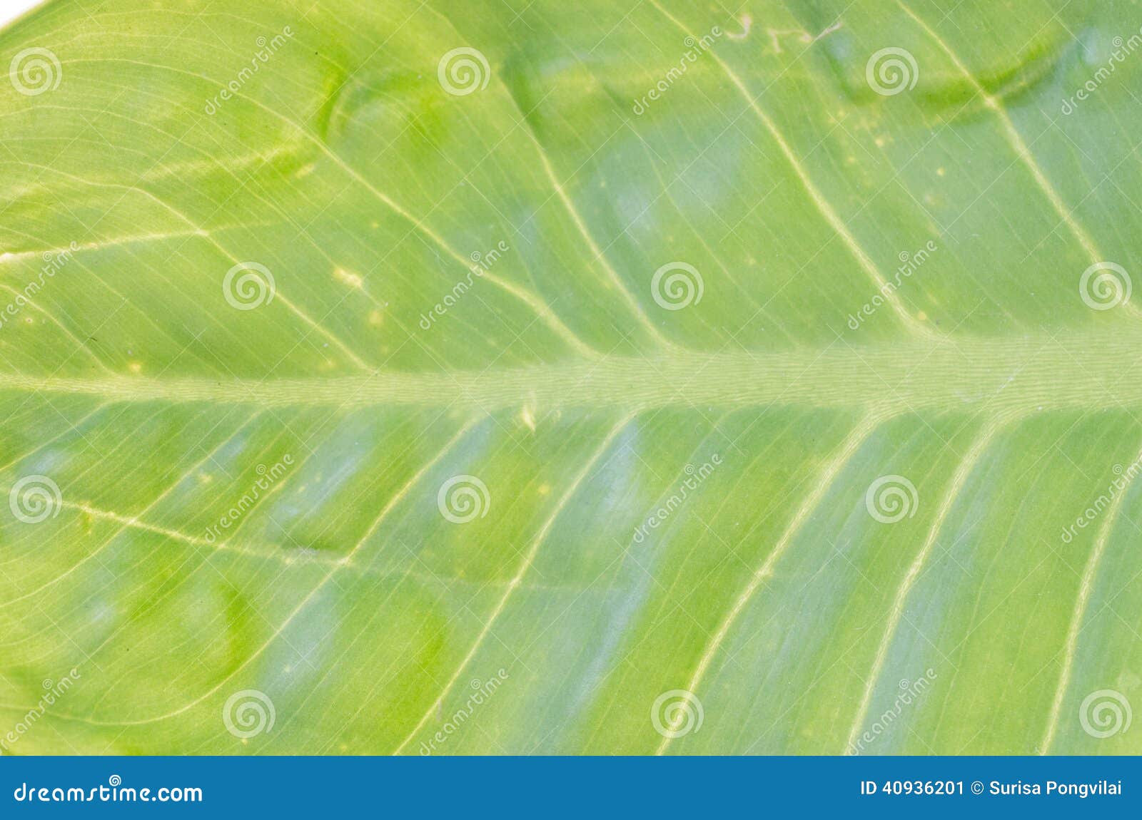 Leaf textures stock image. Image of green, pattern, closeup - 40936201