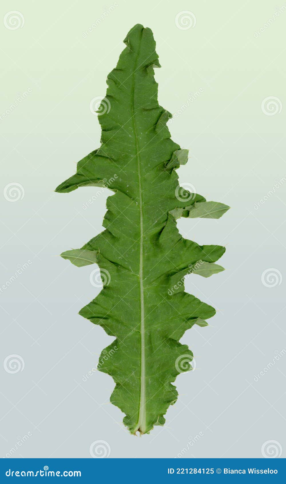 A Leaf of a Thistle. Cut Out on a Light Gradient Background. Stock ...