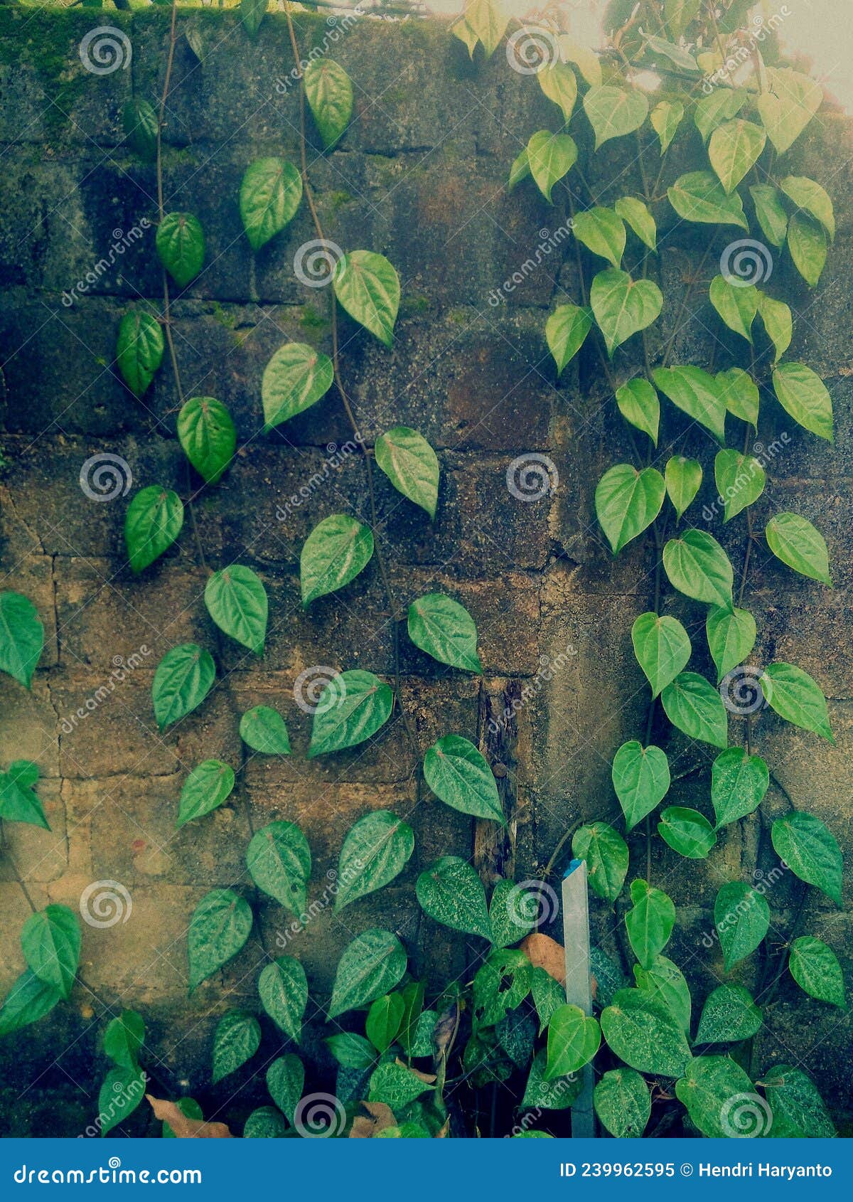 Leaf is Thousand Many Benefits Stock Image - Image of benefit, leaf ...