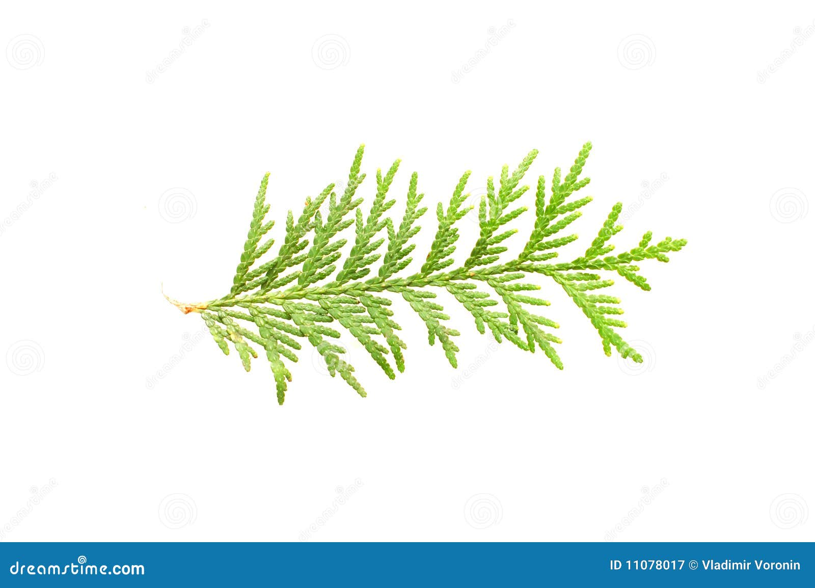 Leaf of thuja stock image. Image of november, botany - 11078017