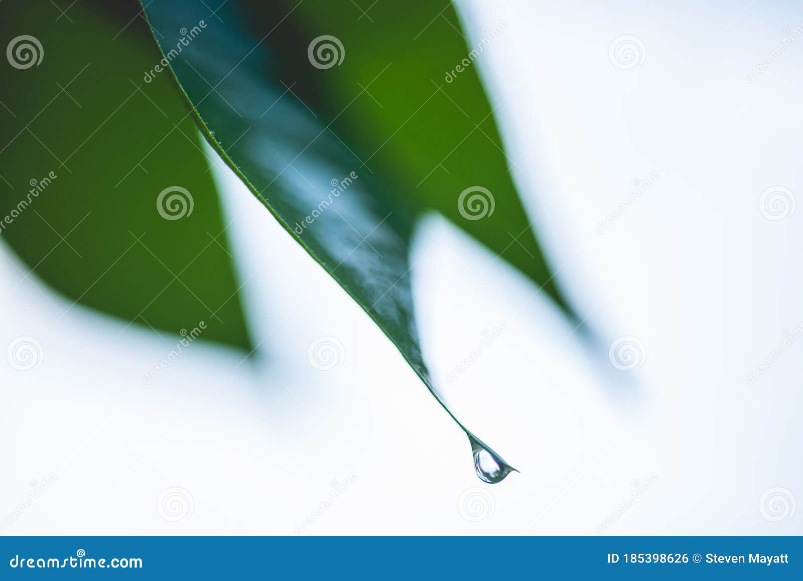 Leaf Tip with Dewdrop stock photo. Image of isolated - 185398626