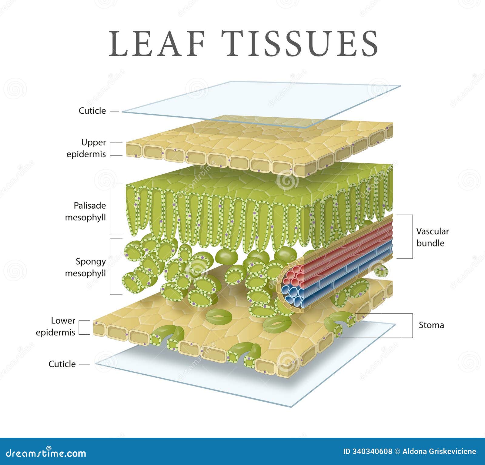 Leaf Tissues and Cell Layers Stock Illustration - Illustration of ...
