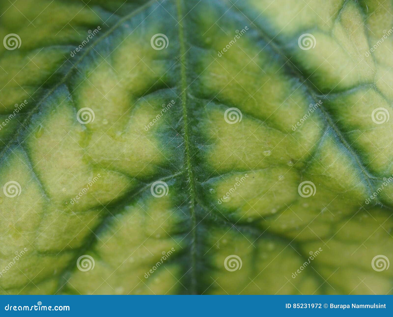 Leaf Tomato Deficiency Nutrient Stock Photo - Image of color, summer ...