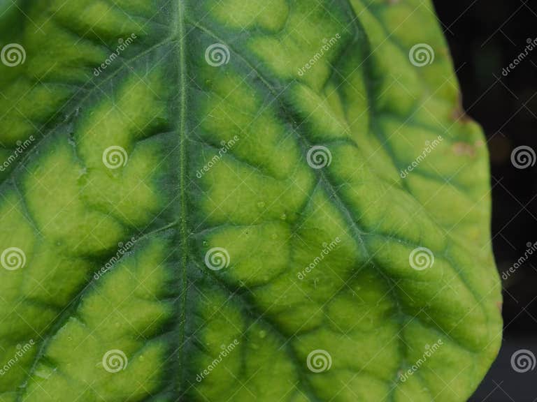 Leaf Tomato Deficiency Nutrient Stock Photo - Image of illness ...
