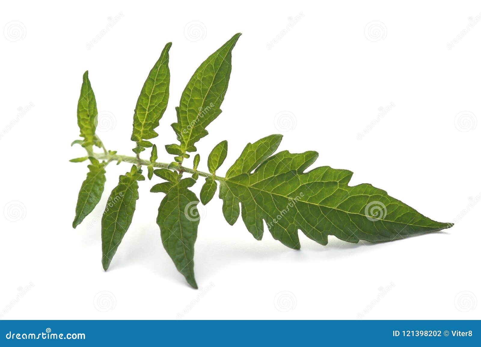 Leaf of Tomato Isolated on White Stock Photo - Image of stem, gardening ...