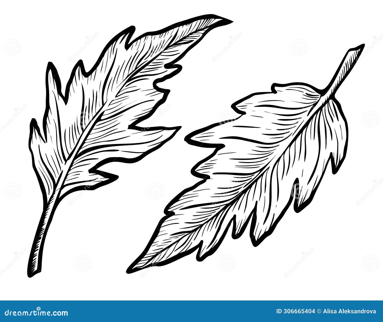 Leaf of Tomato Plant Vector Illustration. Hand Drawn Linear Drawing of ...