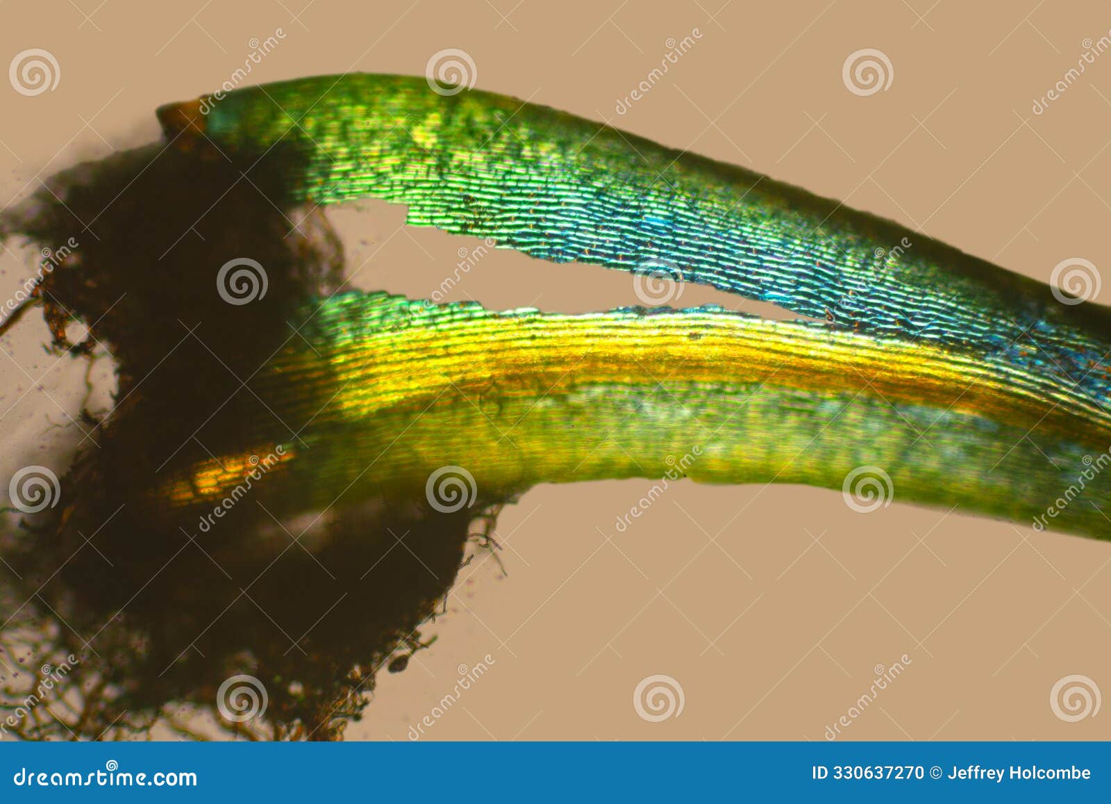 Leaf with a Tomentum of Rhizoids from a Broom Moss Stock Photo - Image ...