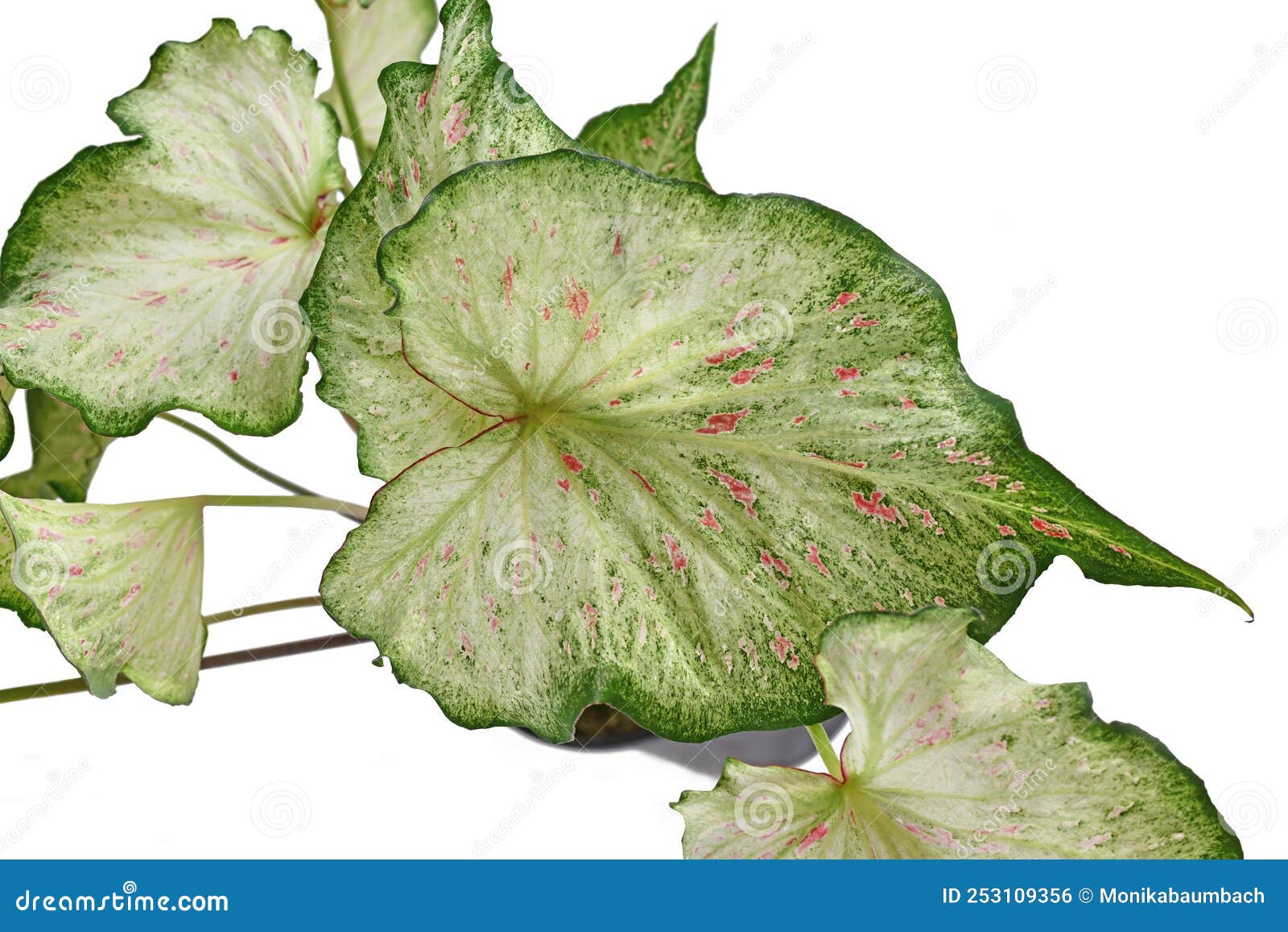 Leaf of Topical `Caladium Candyland` Houseplant Stock Photo - Image of ...