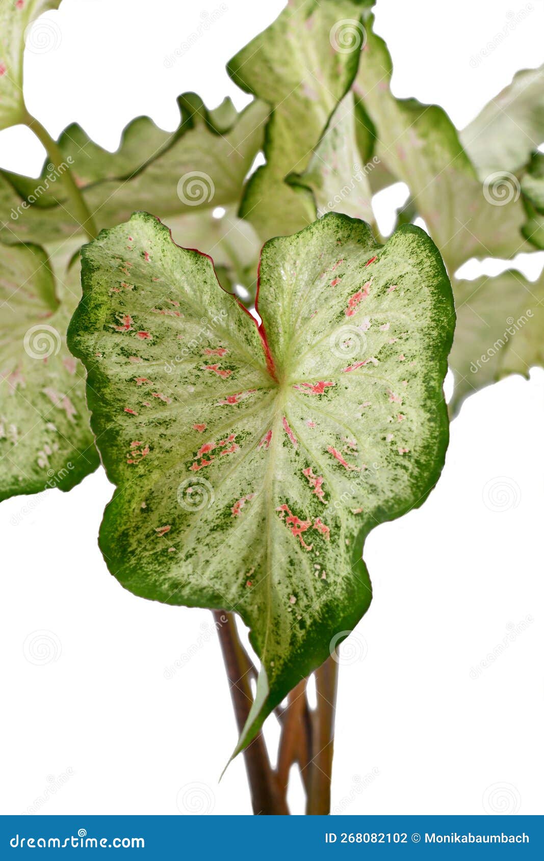 Leaf of Topical Caladium Candyland Houseplant Stock Photo - Image of ...